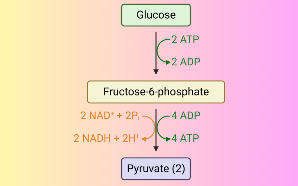 Glycolysis: The Fundamental Pathway of Cellular Energy - AceBioScience
